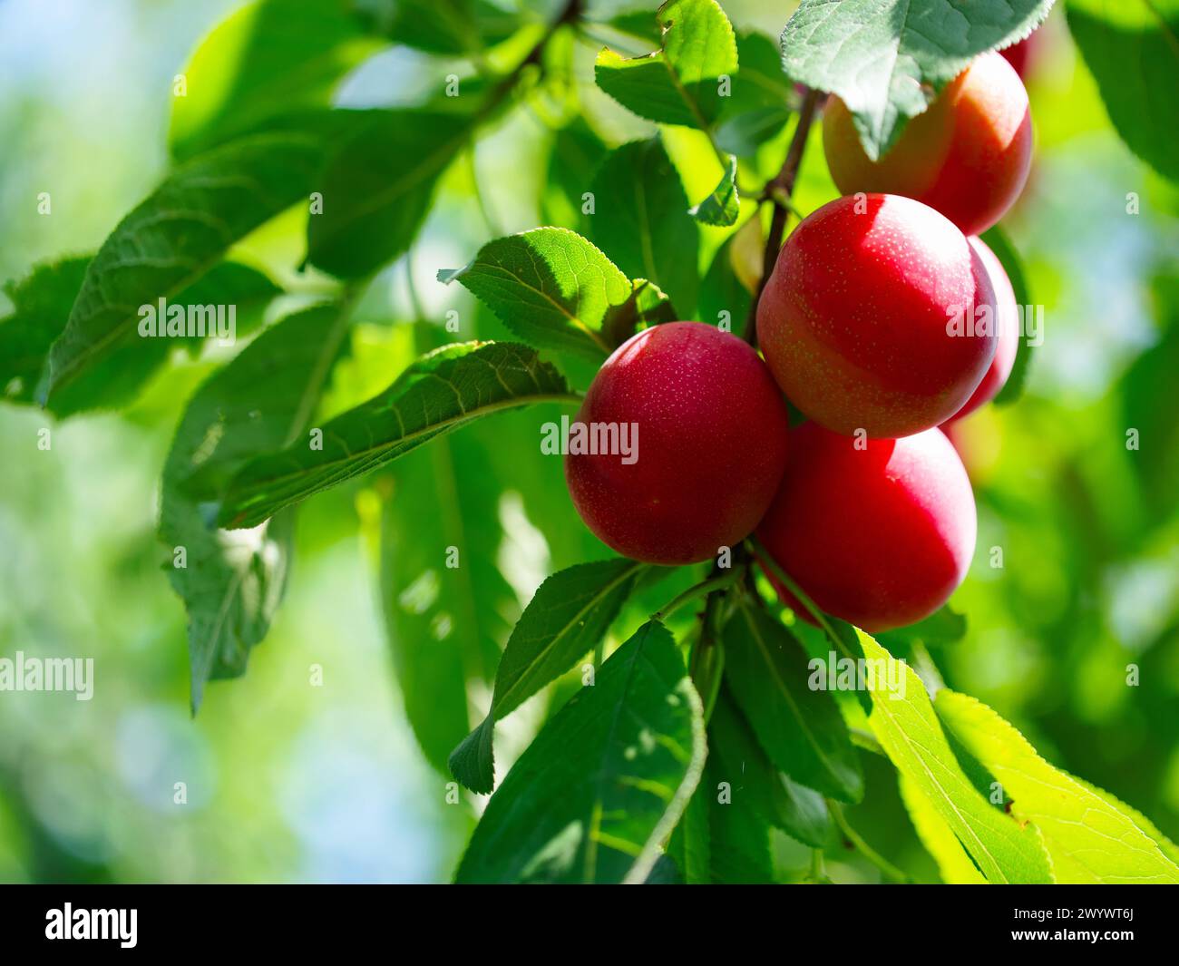 Detailed image of juicy plums on a tree, highlighting their rich color ...