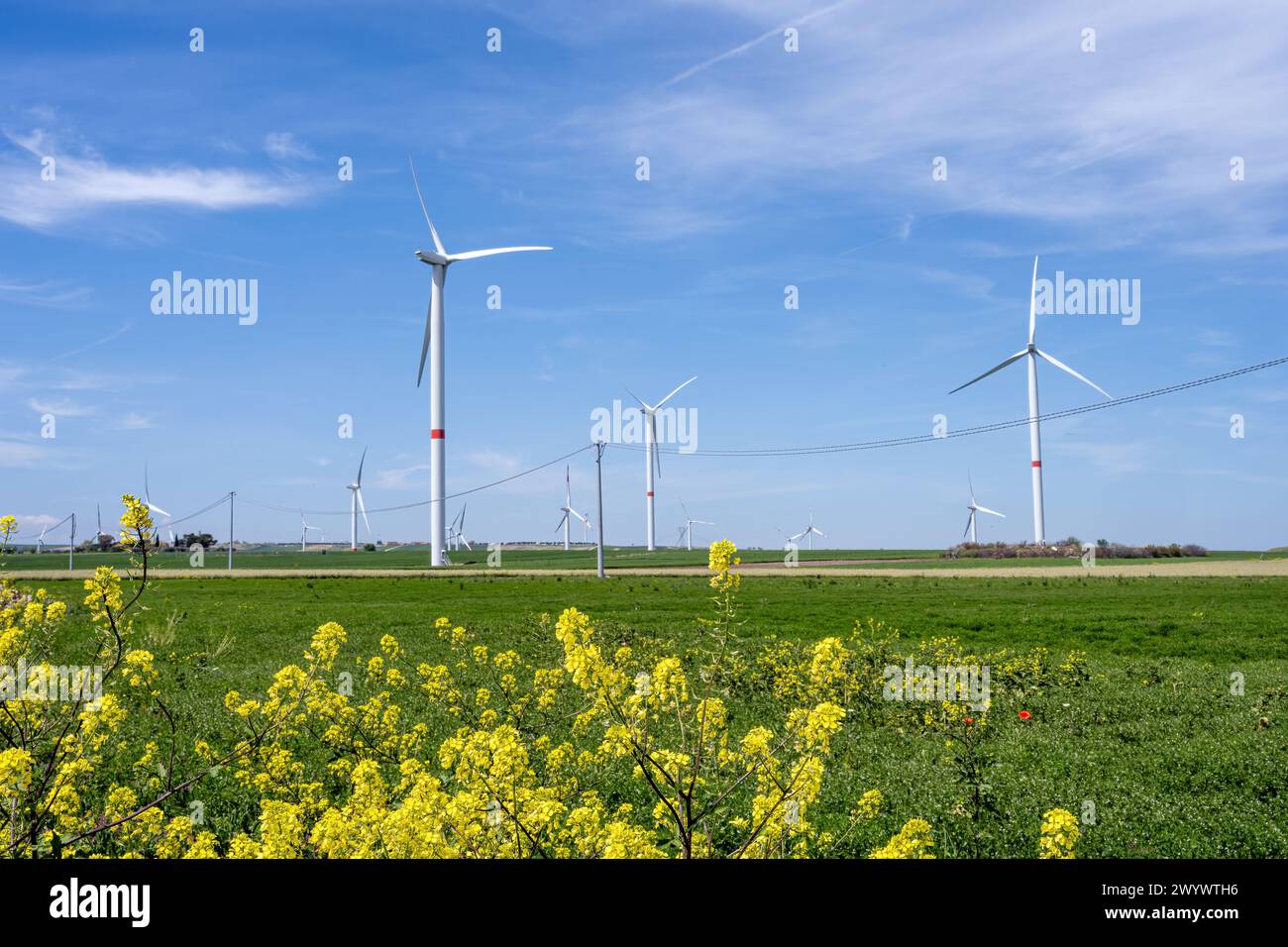 Wind turbines and some flowering rapeseed seen in Puglia, Italy Stock ...