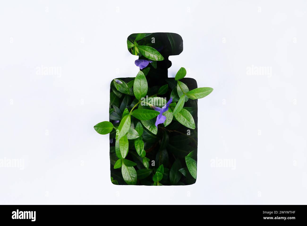 perfume made from natural green leaves, white background Stock Photo ...