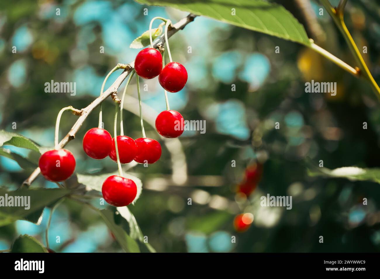 Ripe cherries on tree branches, highlighted by sunlight. Perfect for ...