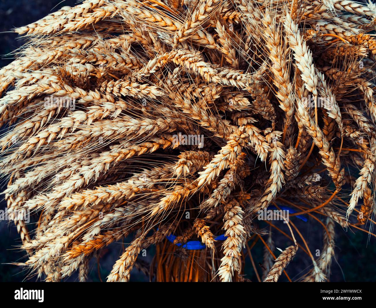 Wheat sheaves in focus, representing agricultural productivity; a ...