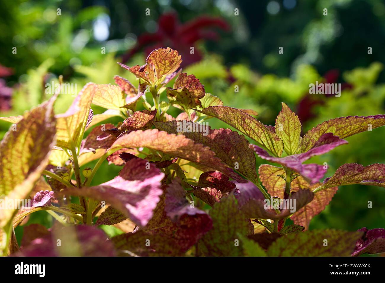December 21, 2023: Coleus plants, also known as variegated nettles in a ...