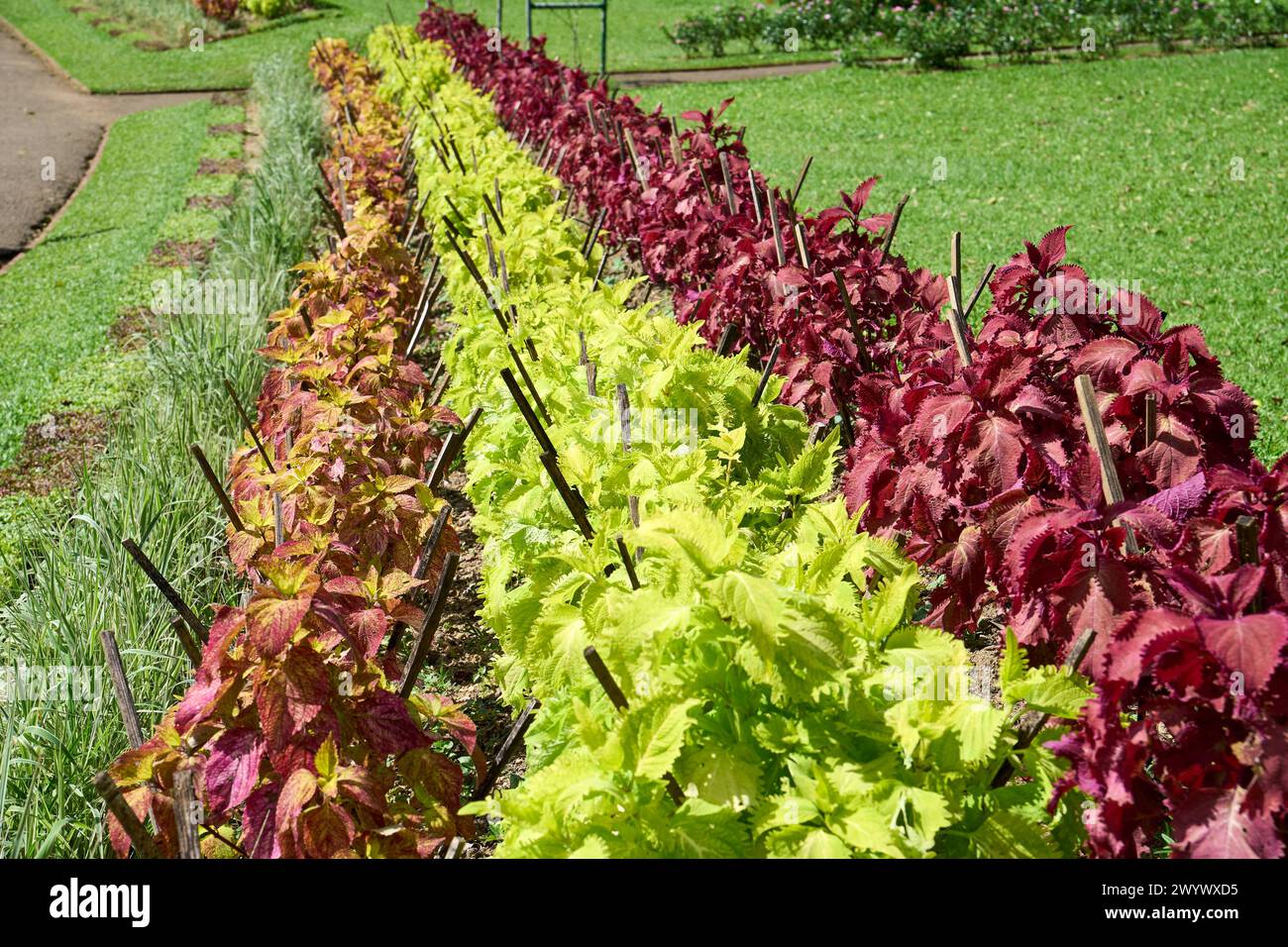 Coleus in einem blumenbeet hi-res stock photography and images - Alamy