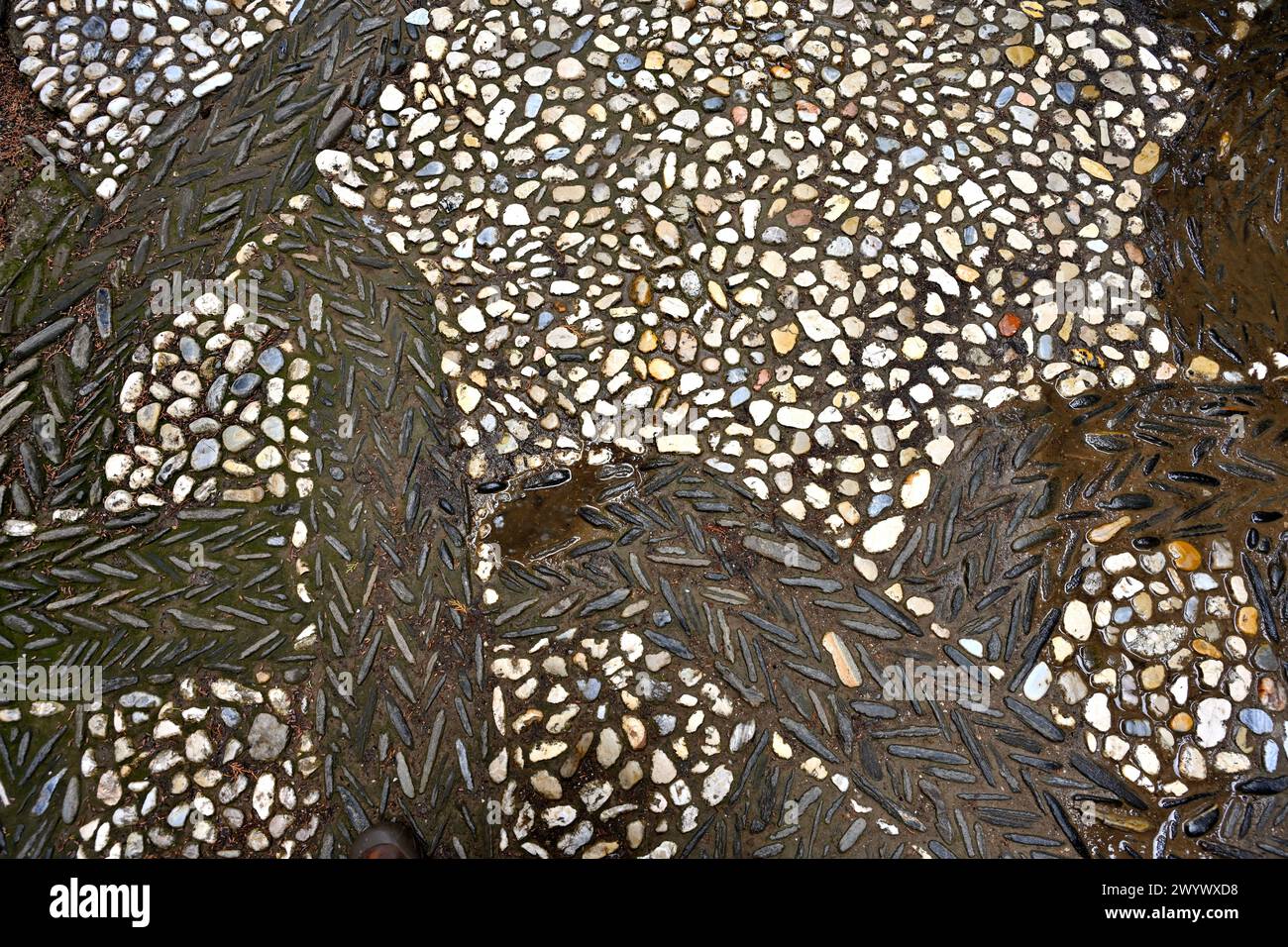 Decorative cobble stone pavement footpath with rainwater puddles Stock ...