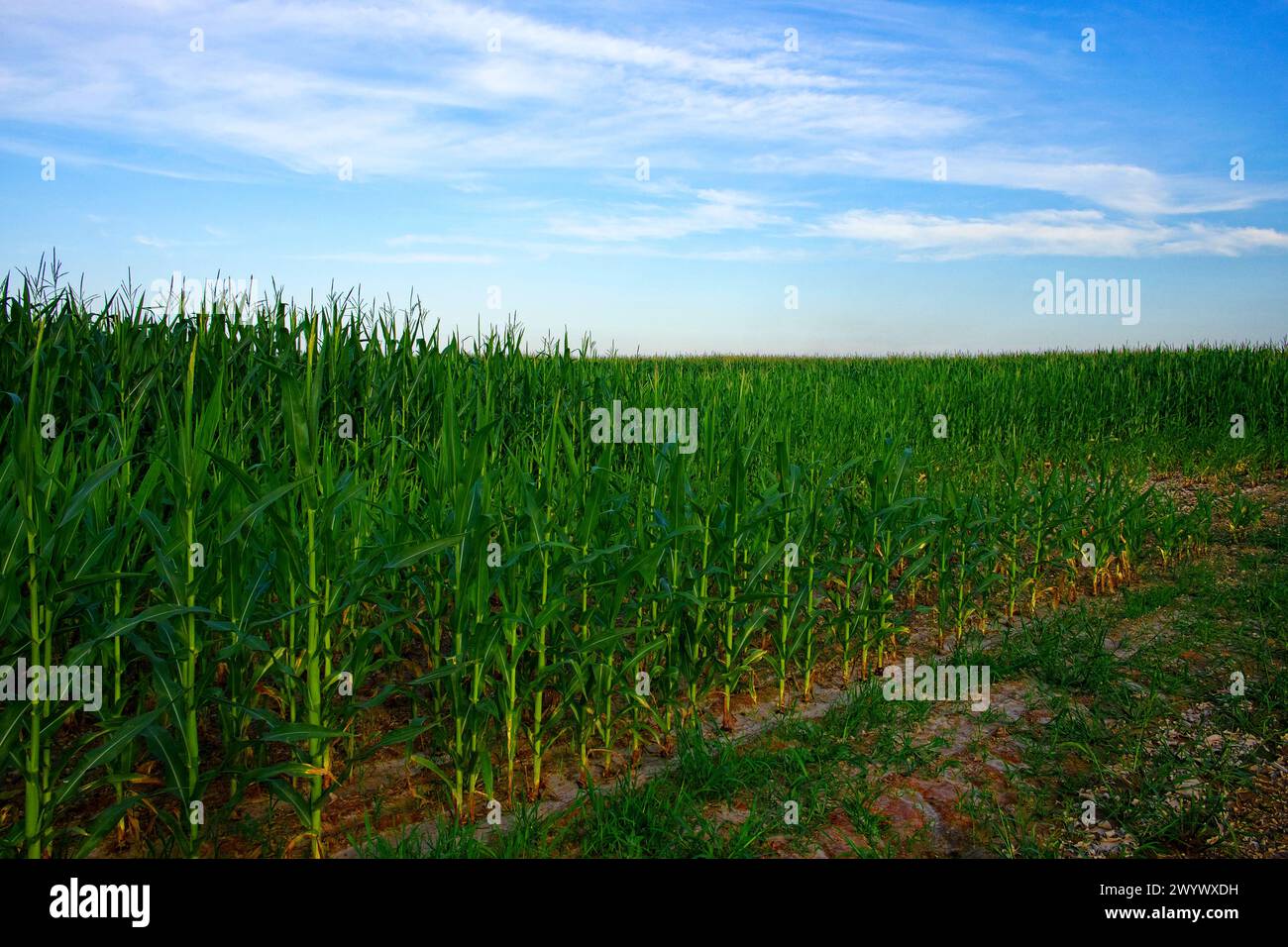 A vast field of tall, green corn plants under a blue sky with wispy ...