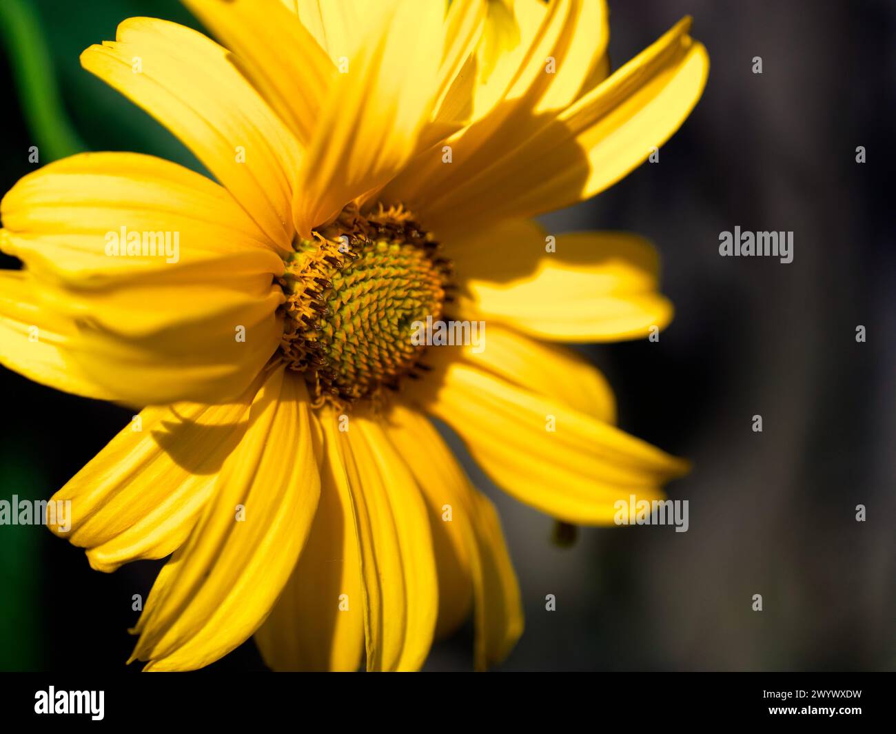 Dark yellow center hi-res stock photography and images - Alamy