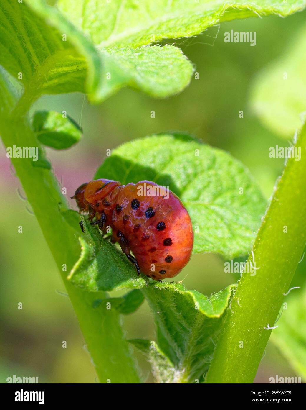Black red caterpillar hi-res stock photography and images - Alamy