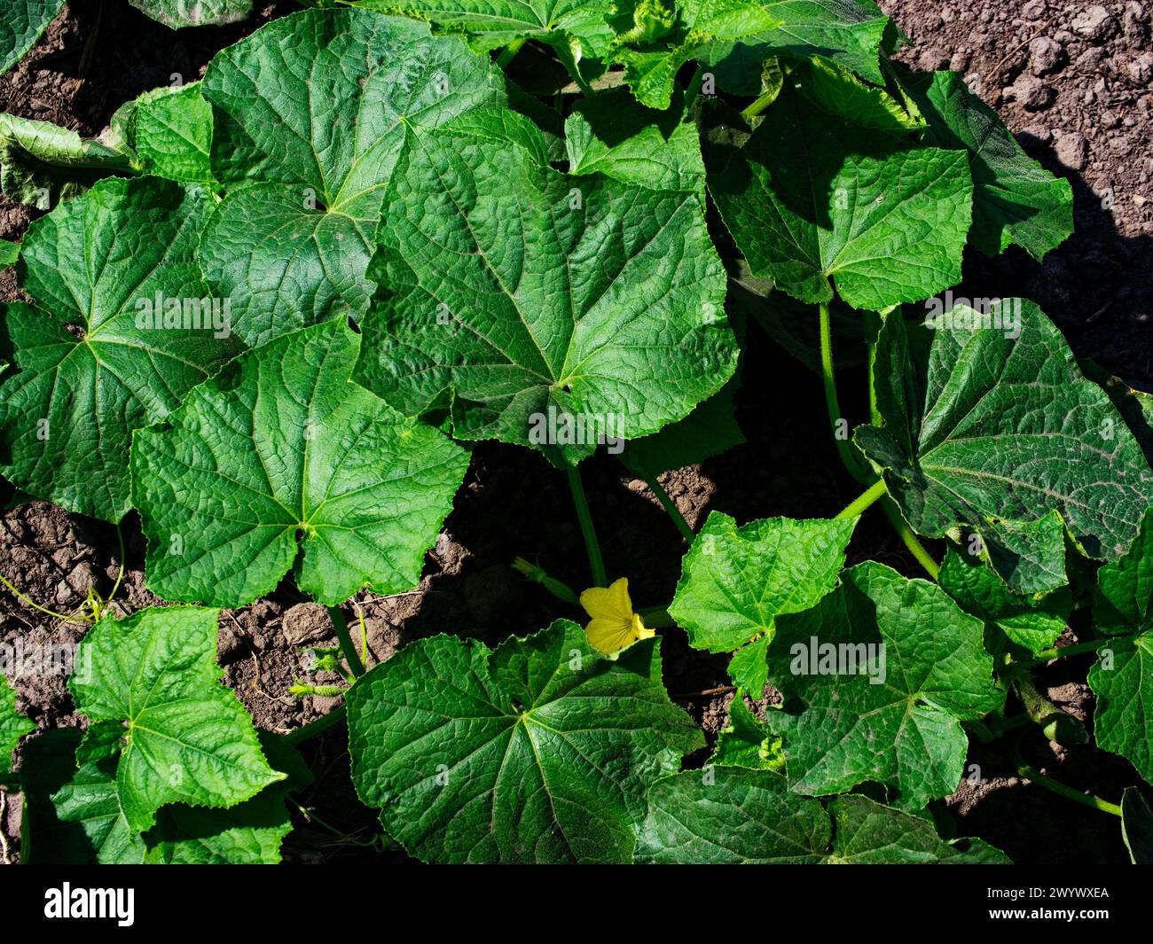 Yellow flower with small leaves hi-res stock photography and images - Alamy