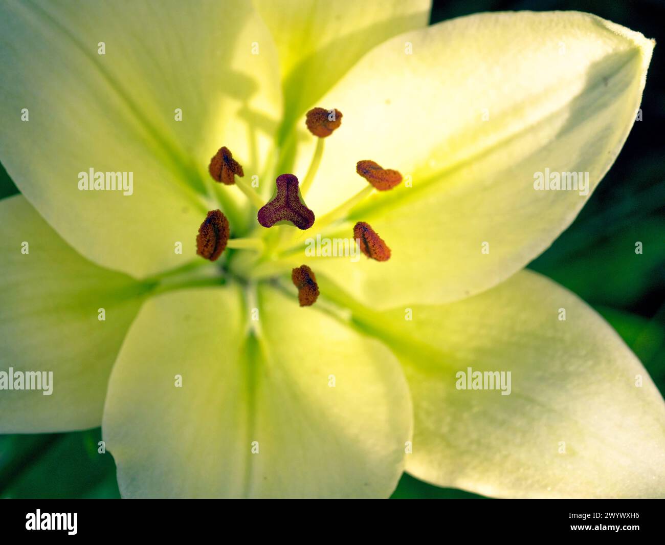 Detailed view of a lily flower showcasing its light yellow petals ...
