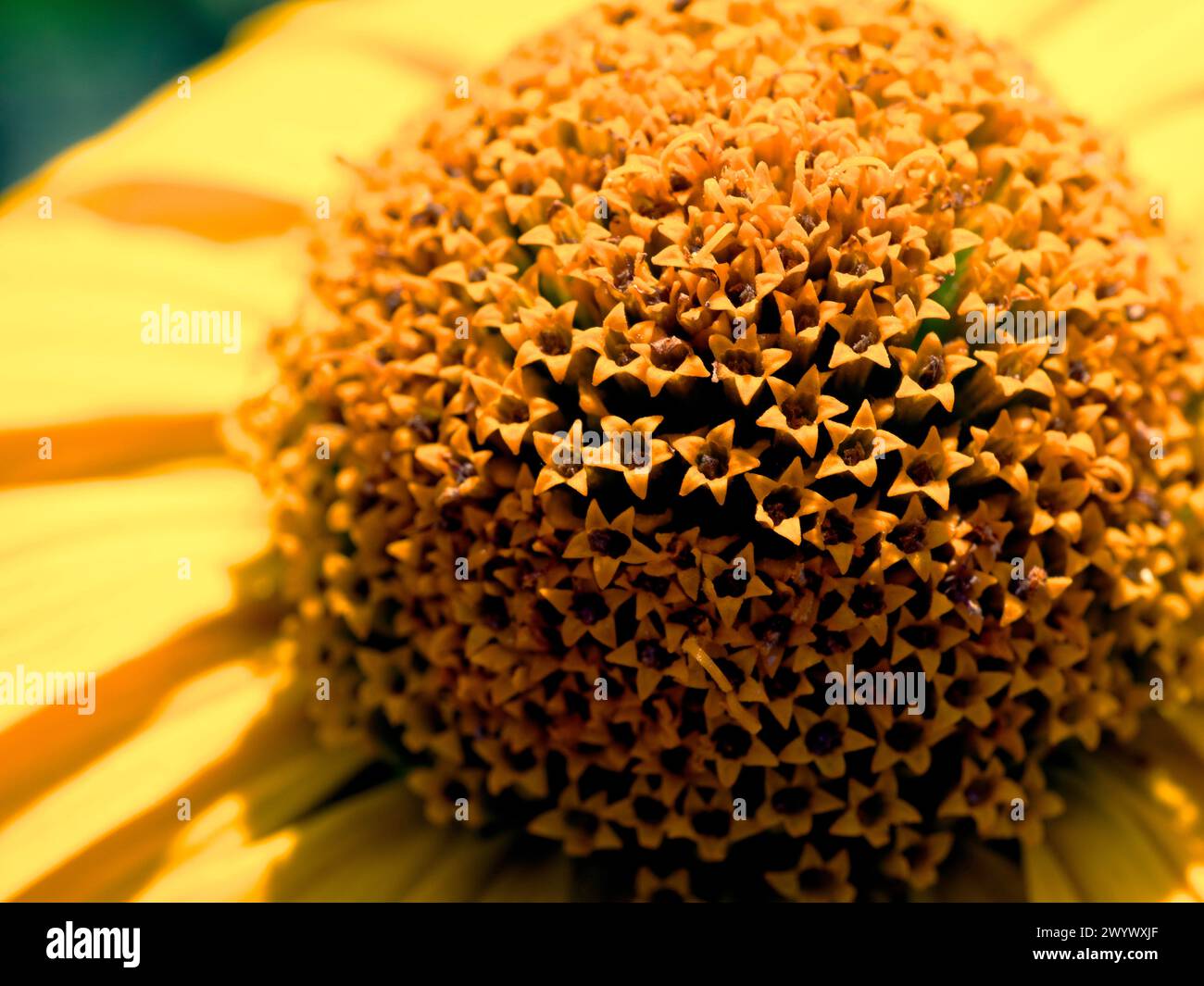 The image captures a flowers complex structure, surrounded by bright ...