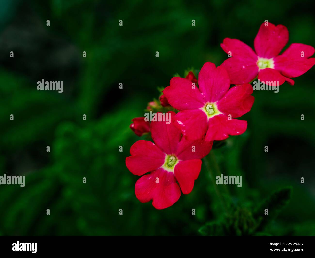 Bright red flowers in full bloom, their radiant color popping against a ...