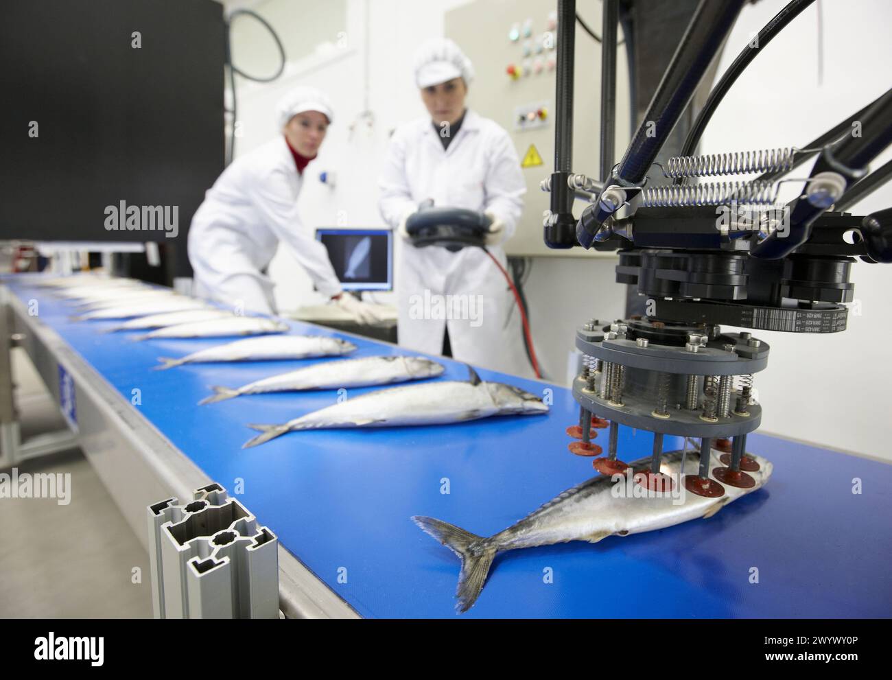 Researchers working on food classification robot, mackerel, pilot plant ...
