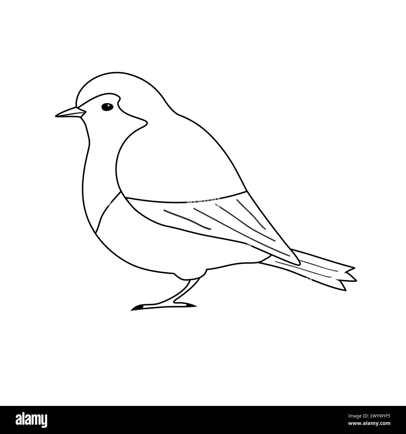 Vector hand drawn flat outline robin bird Stock Vector Image & Art - Alamy