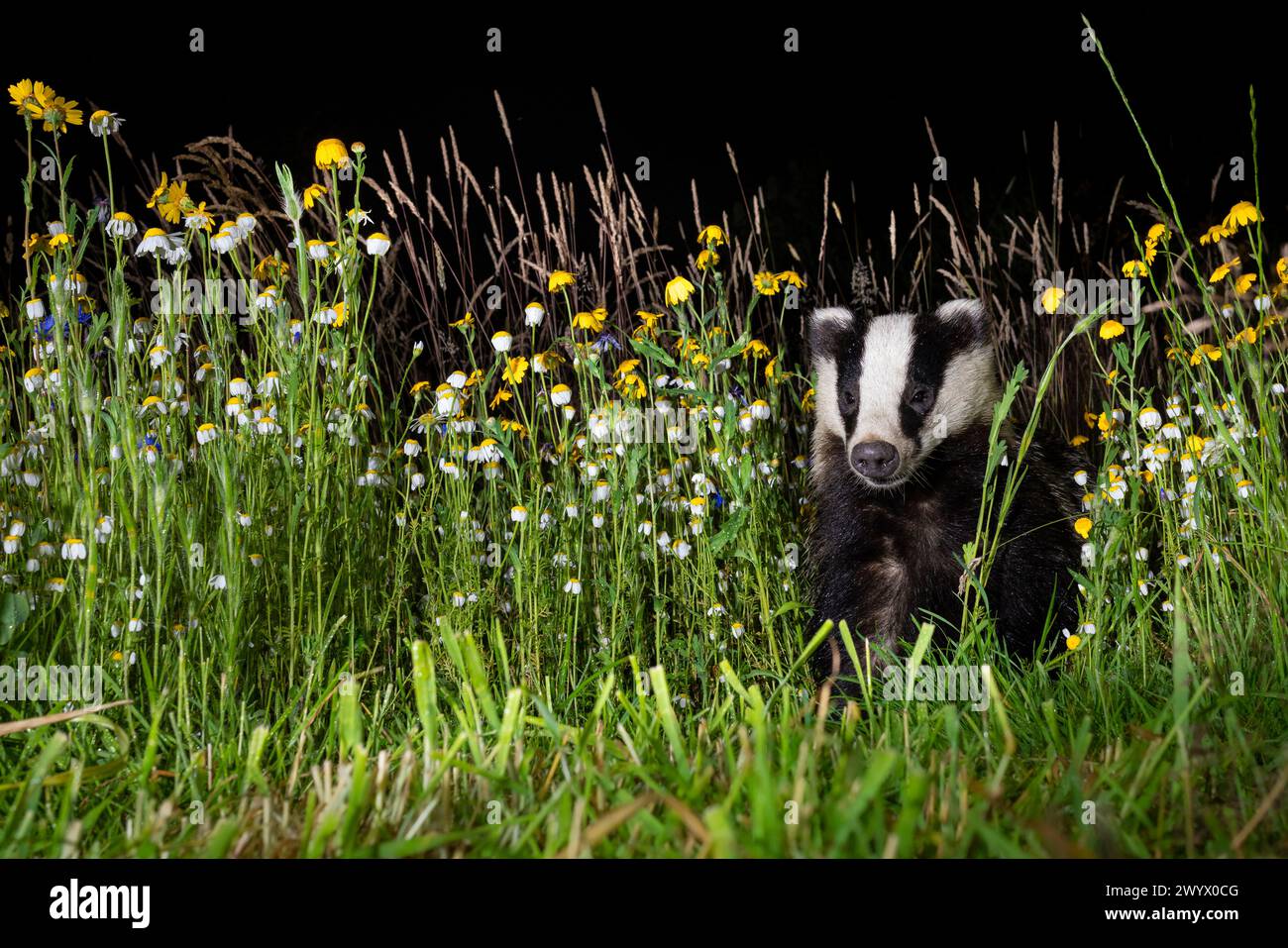 Wildflowers in garden animal hi-res stock photography and images - Alamy