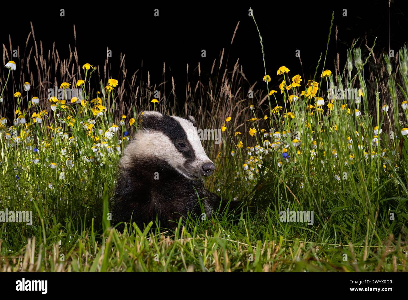Cute badger uk hi-res stock photography and images - Alamy