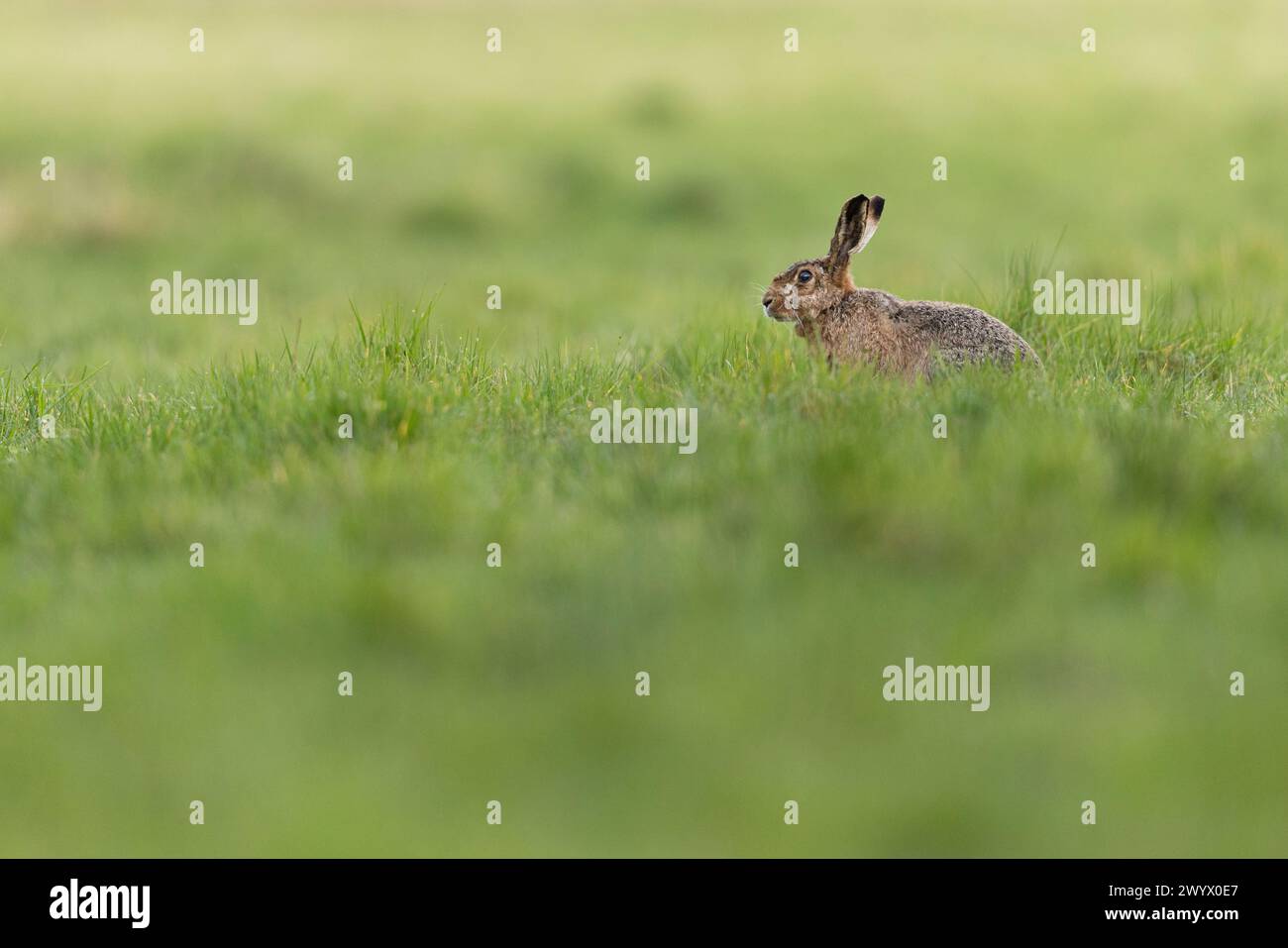 Beauty european hare lepus europaeus hi-res stock photography and ...
