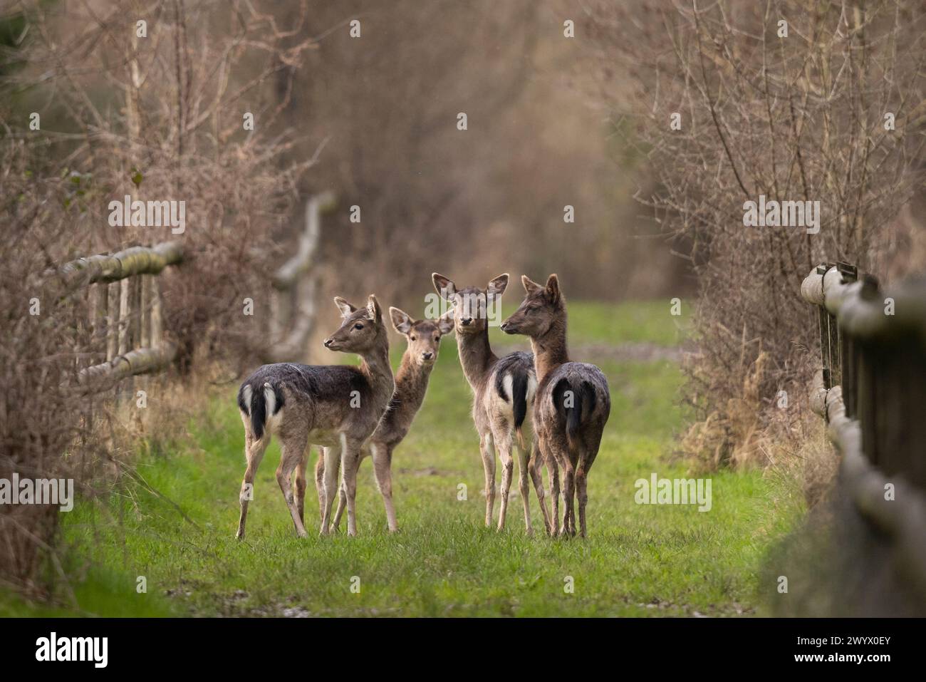 Group cute fallow deers hi-res stock photography and images - Alamy