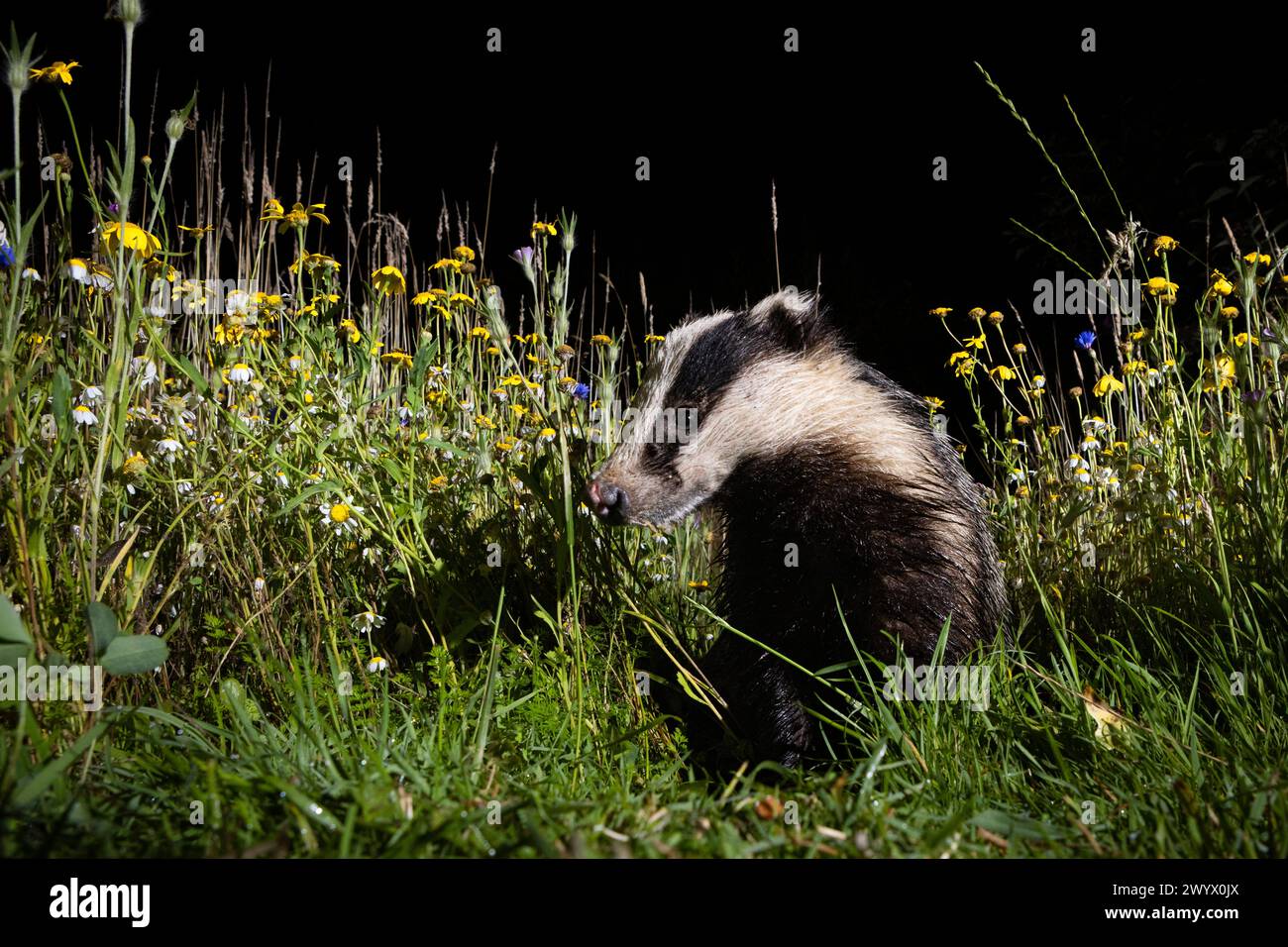 Wildflowers in garden animal hi-res stock photography and images - Alamy