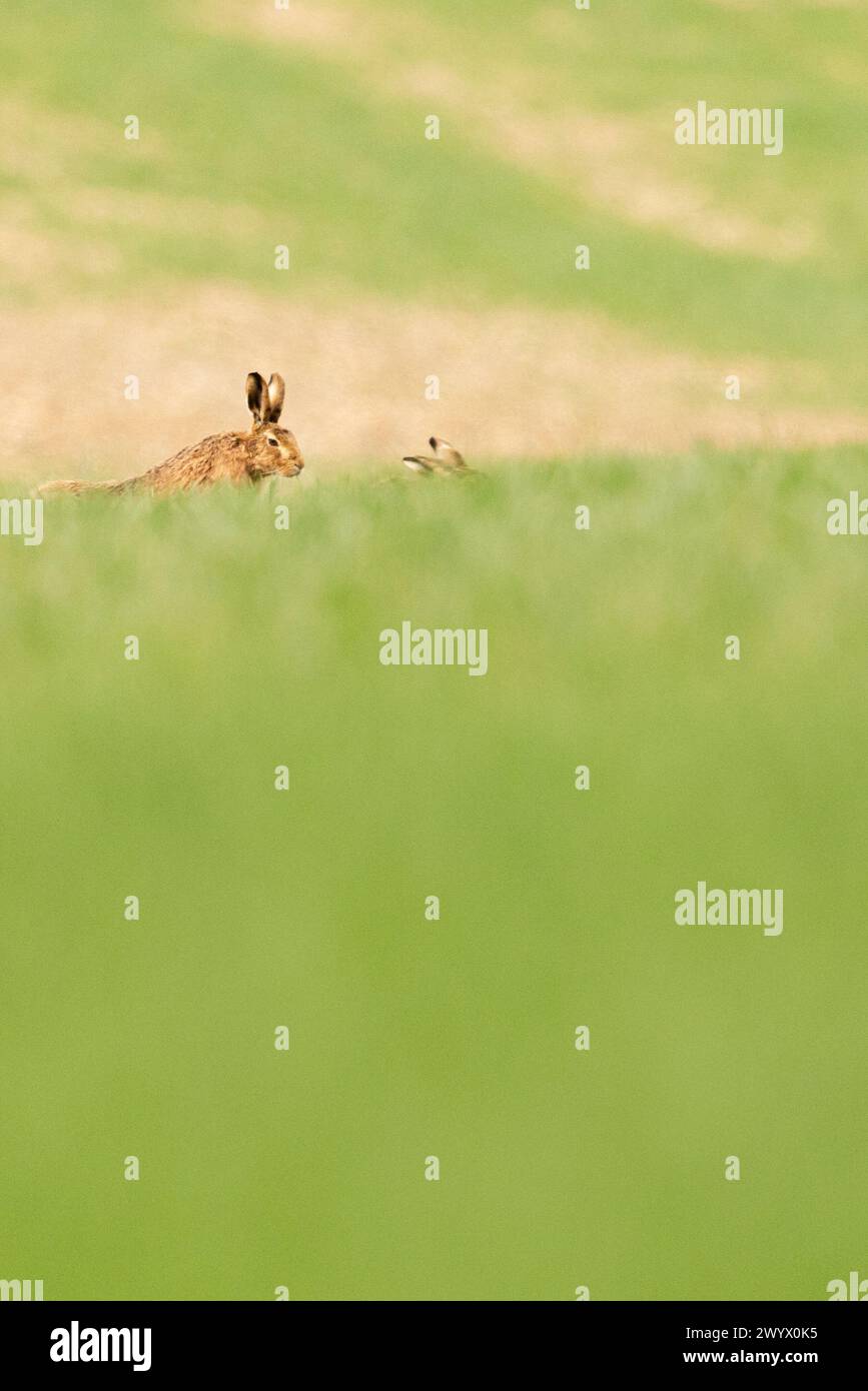 Hare isolated lepus hi-res stock photography and images - Alamy
