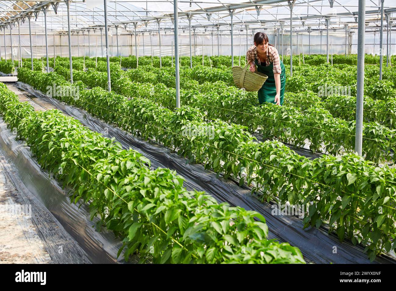 Farmer, Green chillies farming, Greenhouse, Agricultural field, Funes ...