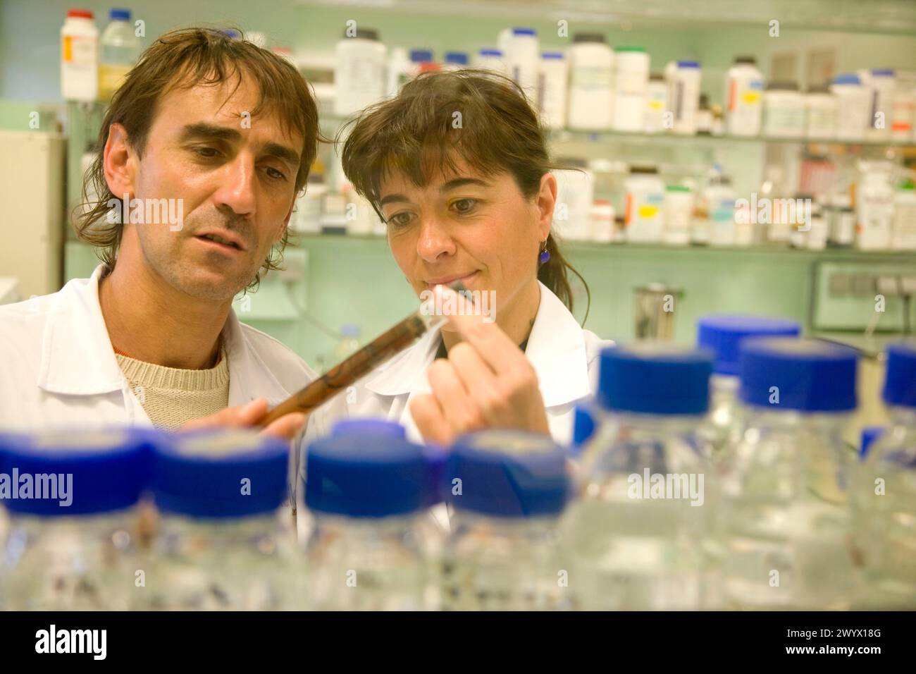 Observation of Armillaria fungi (root pathogen fungi) sample in Petri ...