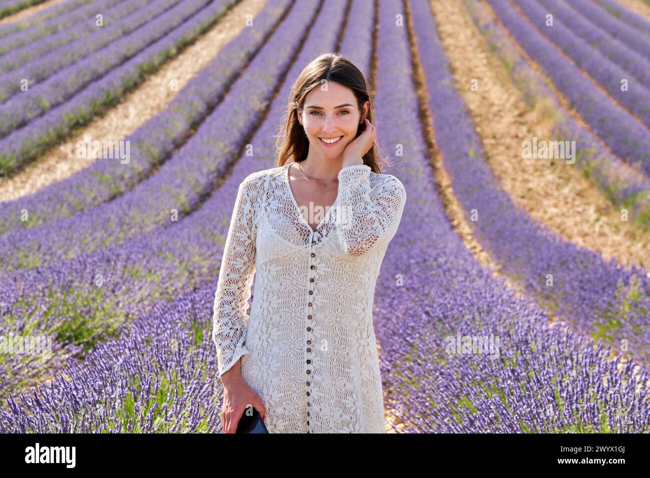 Cultivo de Lavanda, Lavanda en flor, Valensole, Alpes-de-Haute-Provence ...