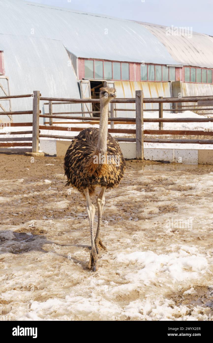 Ostriches standing inside a barn on an ostrich farm, surrounded by ...