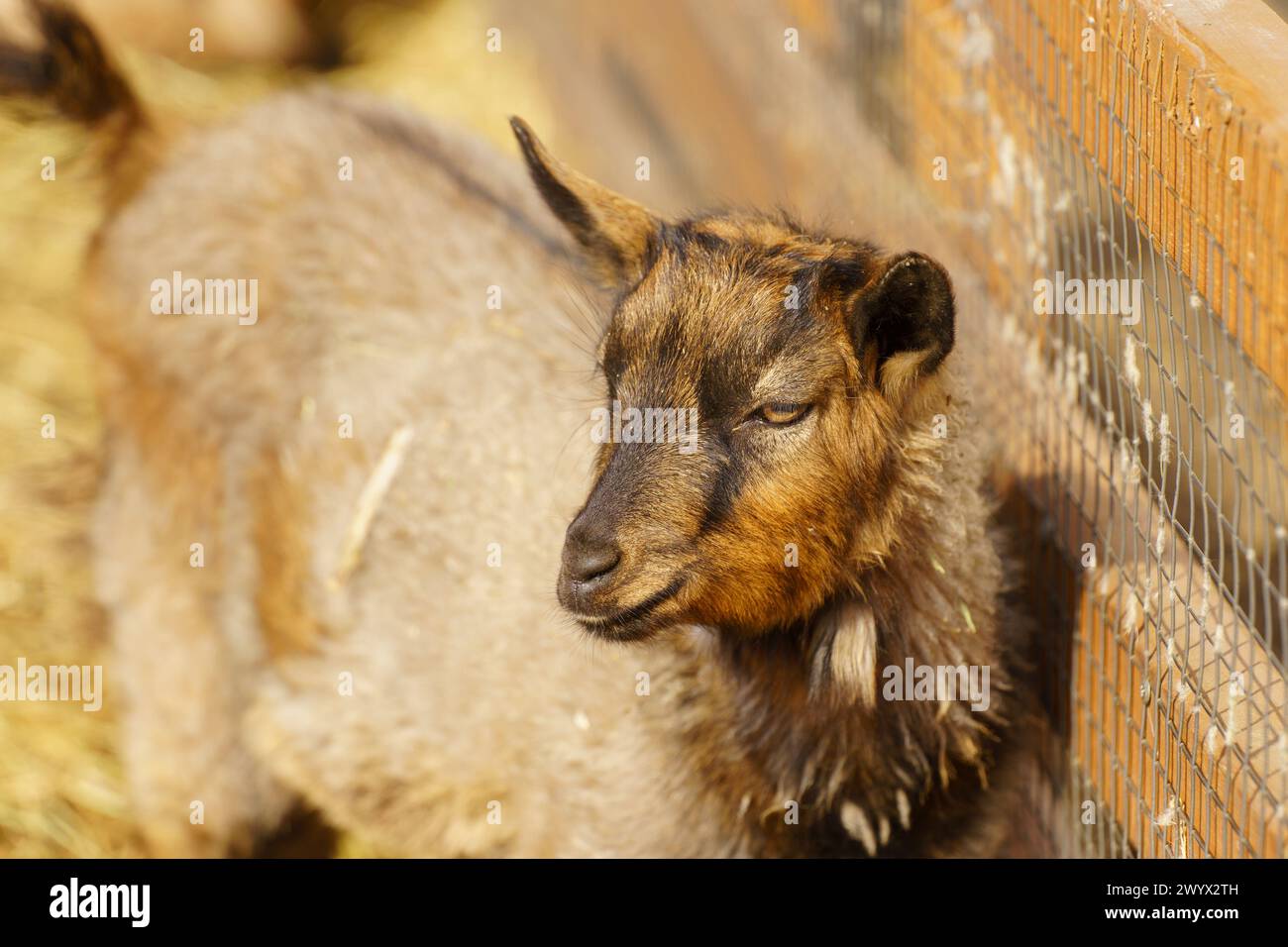 Goats are standing inside a pen on a farm, with each goat looking ...