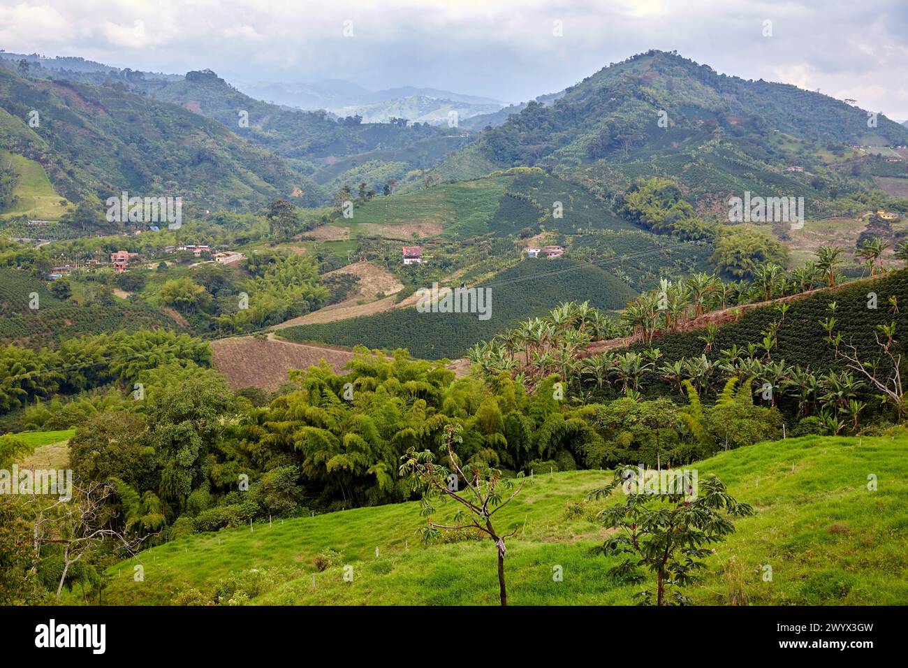 Cafetales, Coffee plantations, Coffee Cultural Landscape, Pereira ...