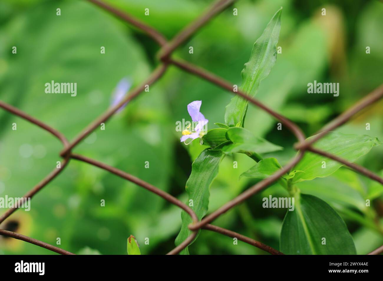 Mesmerizing wild flower in India, Breathtaking Scene Stock Photo - Alamy