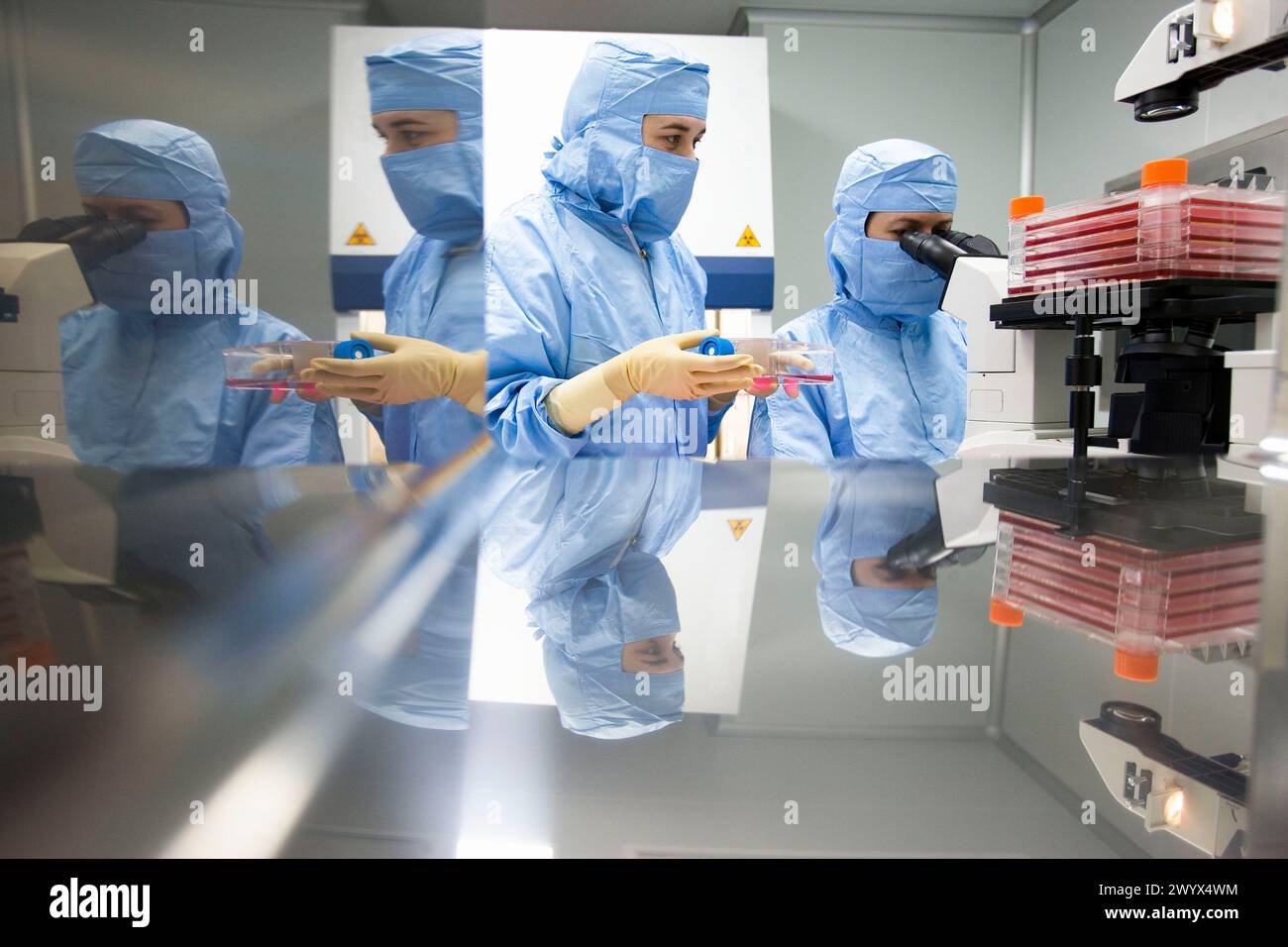 Clean room, culture observation through the microscope ...