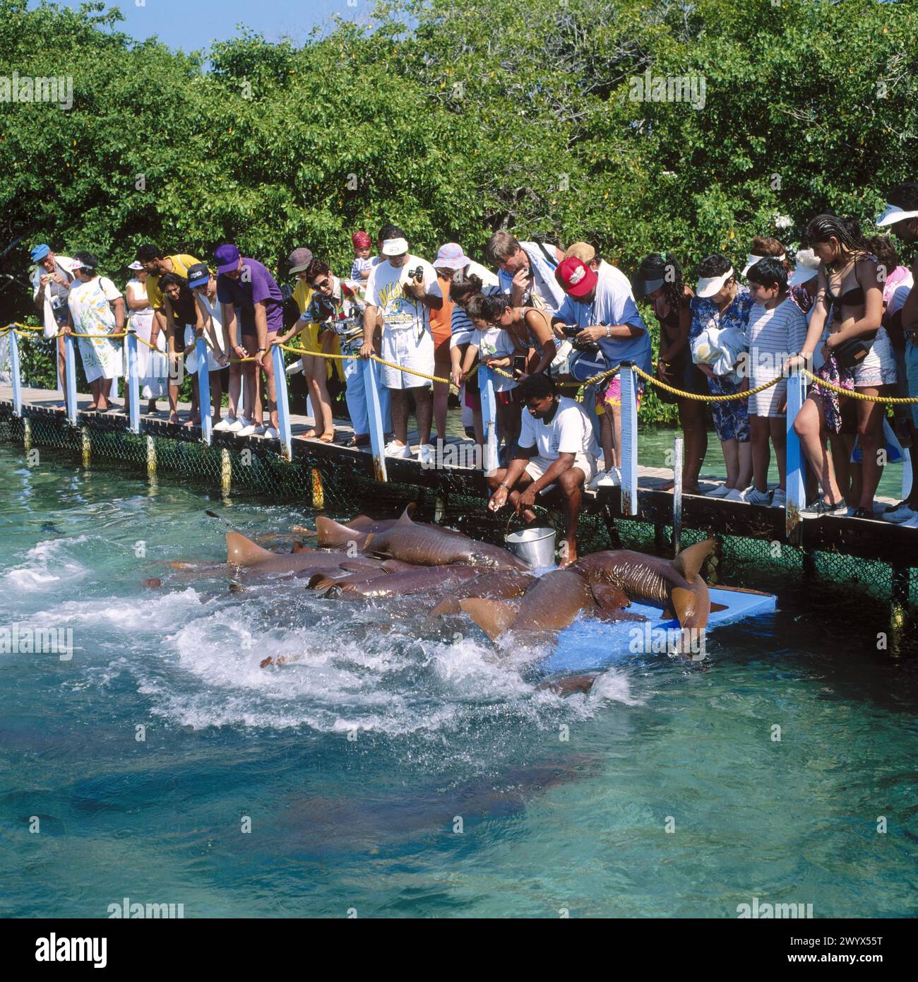 Nurse sharks at the aquarium of San Martín de Pajarales. Islas del ...