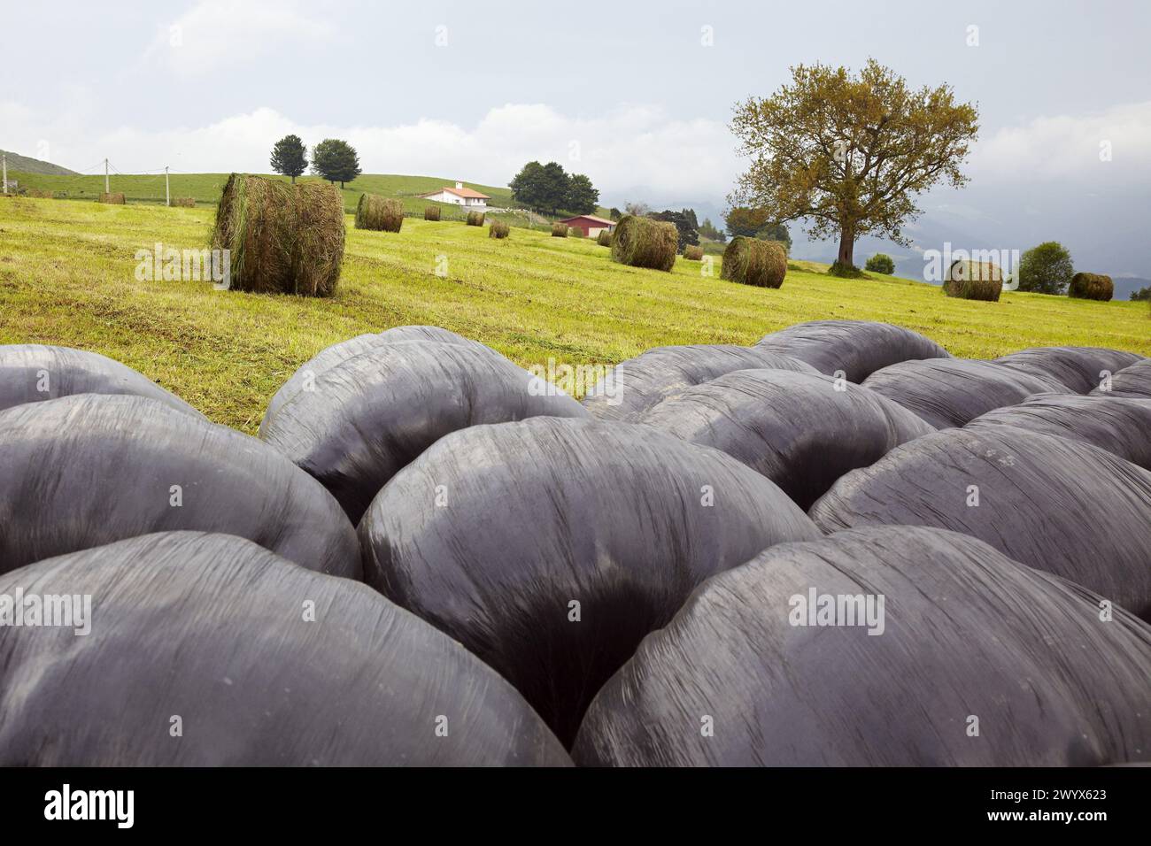 Farming, round bale silage, Endoia, Zestoa, Guipuzcoa, Basque Country ...