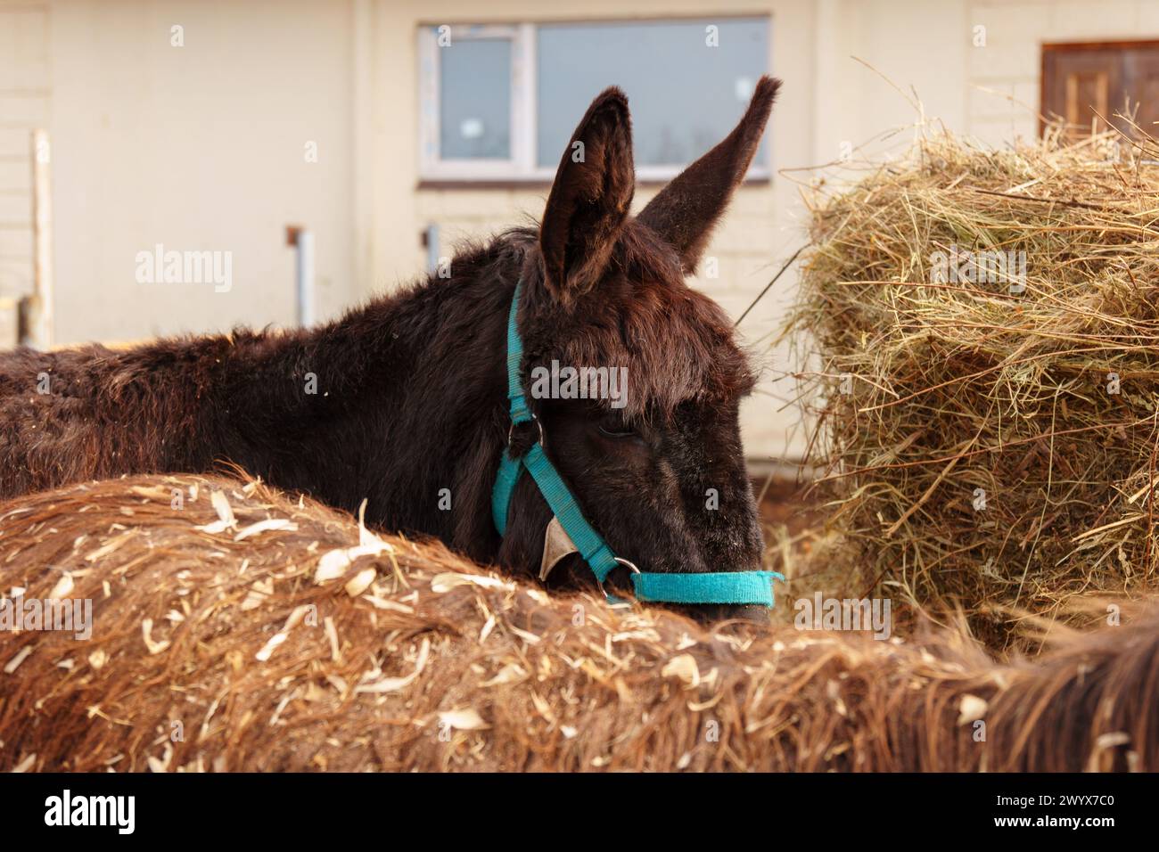 Donkey with a blue collar is actively eating hay in a farm setting ...