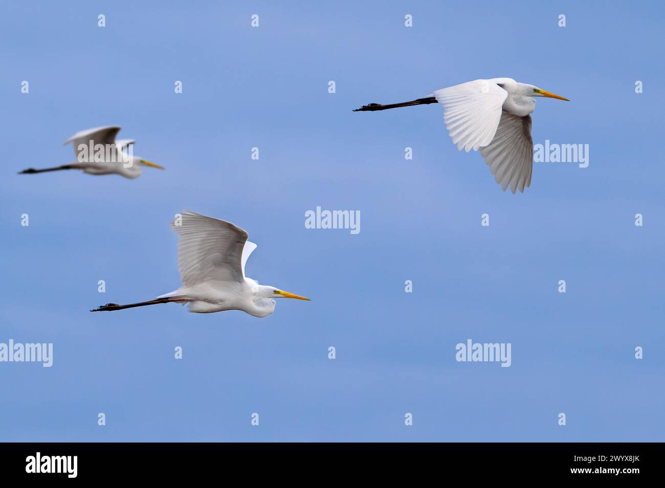 Three great white egrets / great egret (Ardea alba) in non-breeding ...