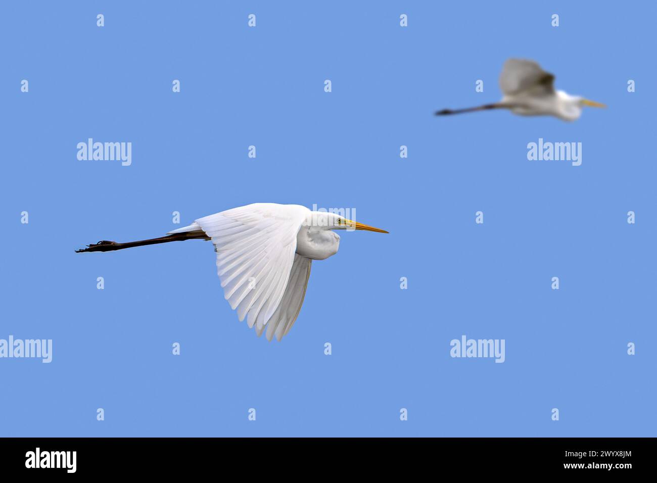Two great white egrets / great egret (Ardea alba) in non-breeding ...