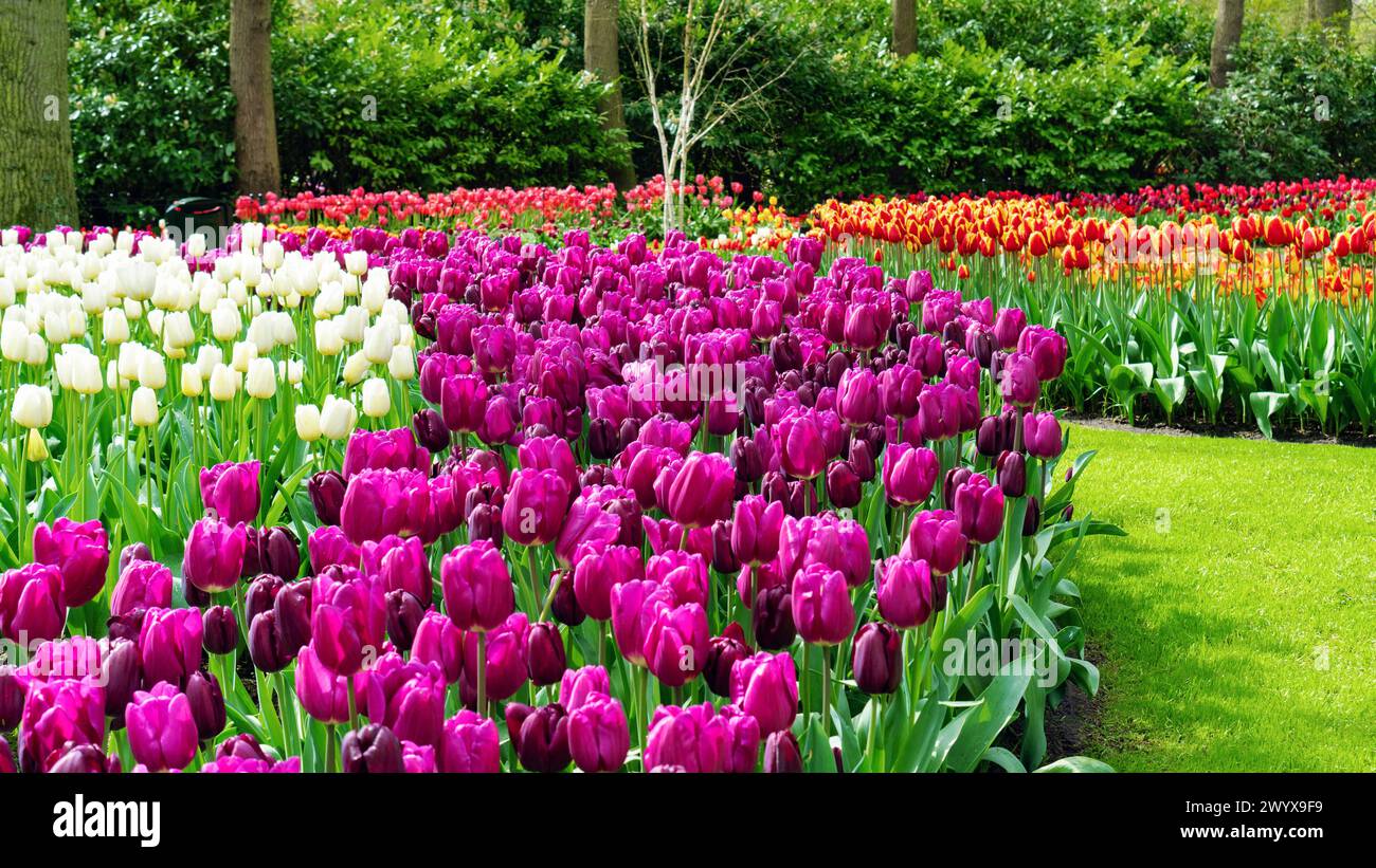A gorgeous flowerbed of colorful tulips. Forming a bed in the lawn. The ...