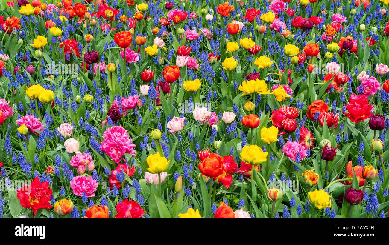 Floral wallpaper hi hi-res stock photography and images - Alamy