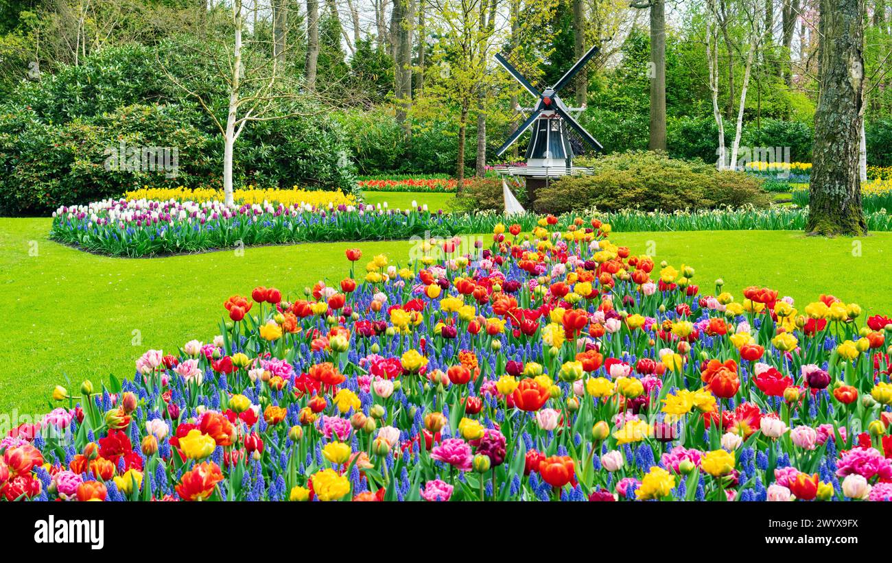Windmill and tulips for flower garden in Dutch style. Creative ideas ...