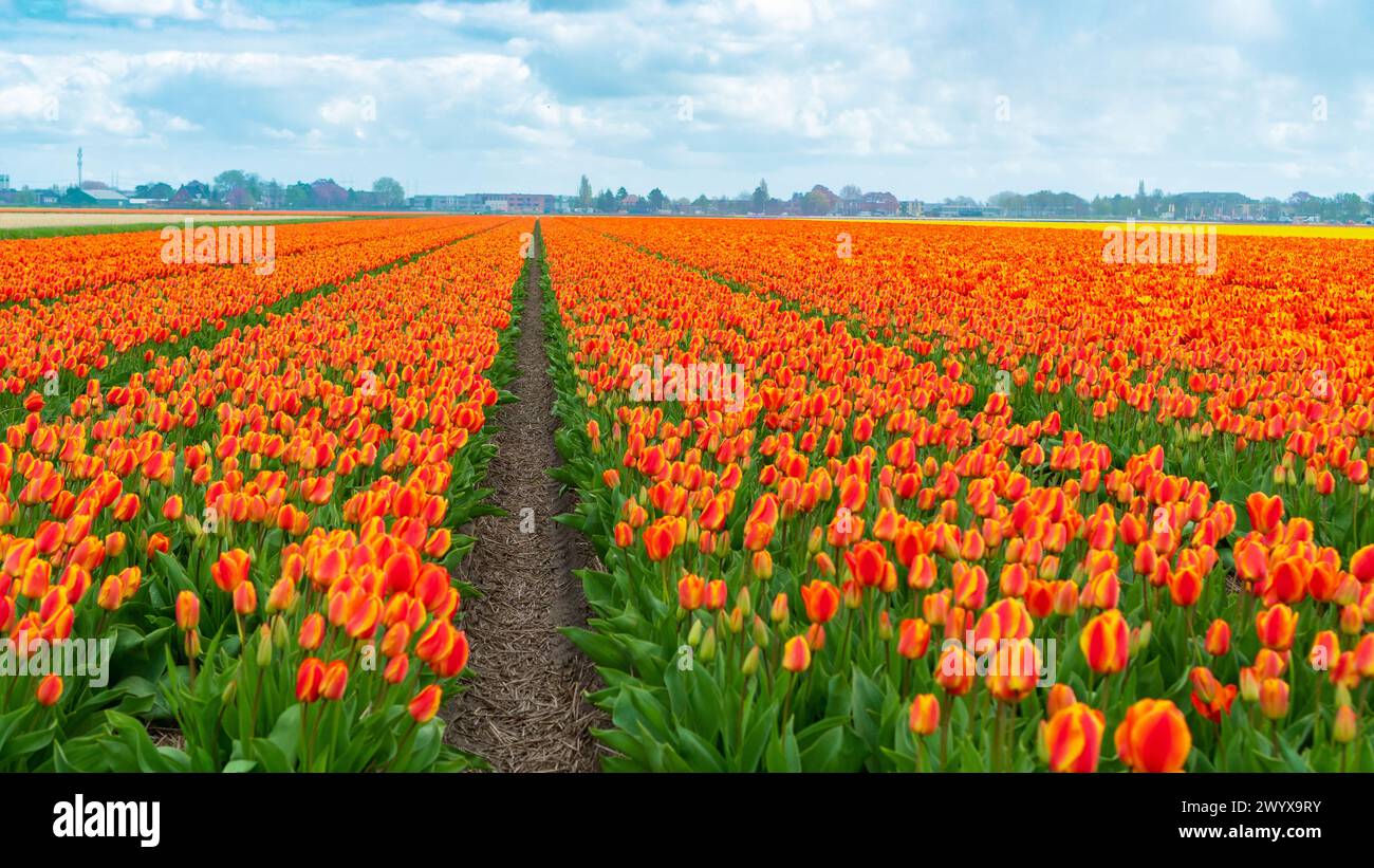 Rows of tulip flower plantings. A field of tulips in close-up. Orange ...