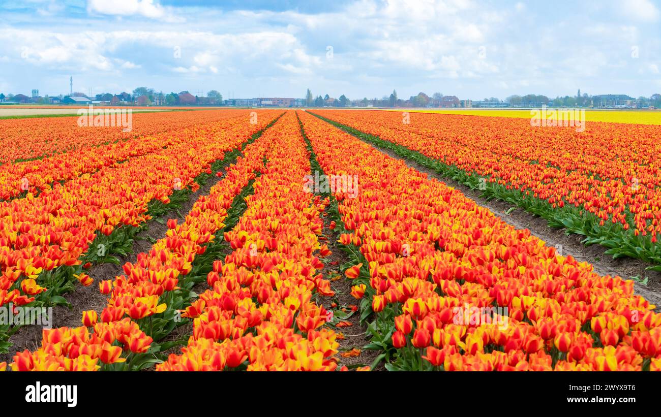 Tulip field close-up. Orange dwarf tulips growing in rows in an ...