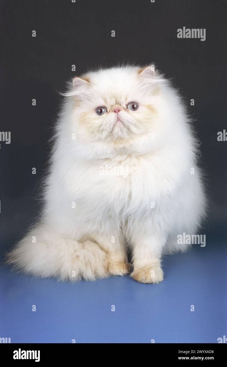 Persian Himalayan Colourpoint Kitten Cream Sitting Facing Camera on a ...