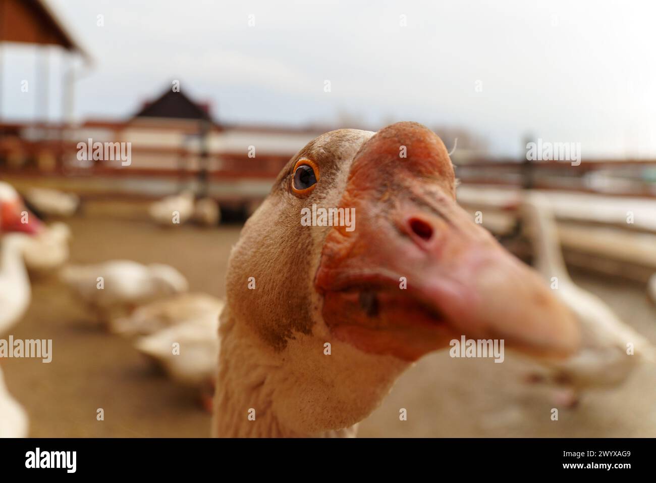 Curious Goose Peering Through Wooden Fence at a Farm Stock Photo - Alamy