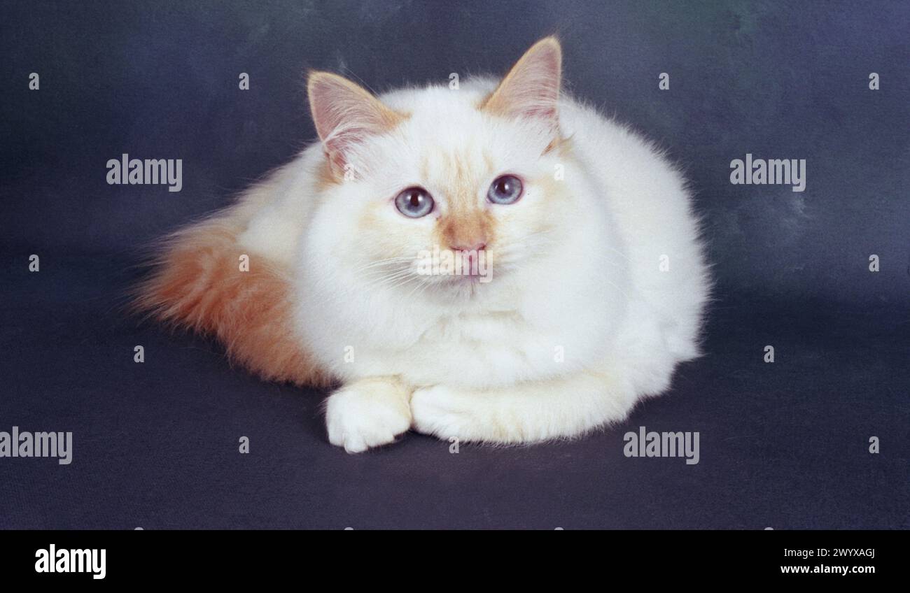 Seal tabby silver hi-res stock photography and images - Alamy