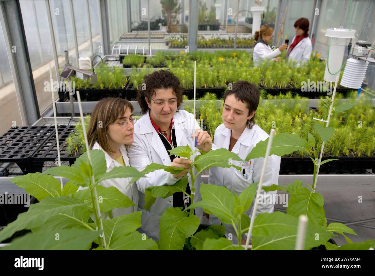 Planta de laboratorio hi-res stock photography and images - Alamy