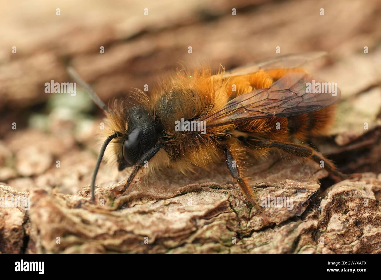Red mason bee female hi-res stock photography and images - Alamy