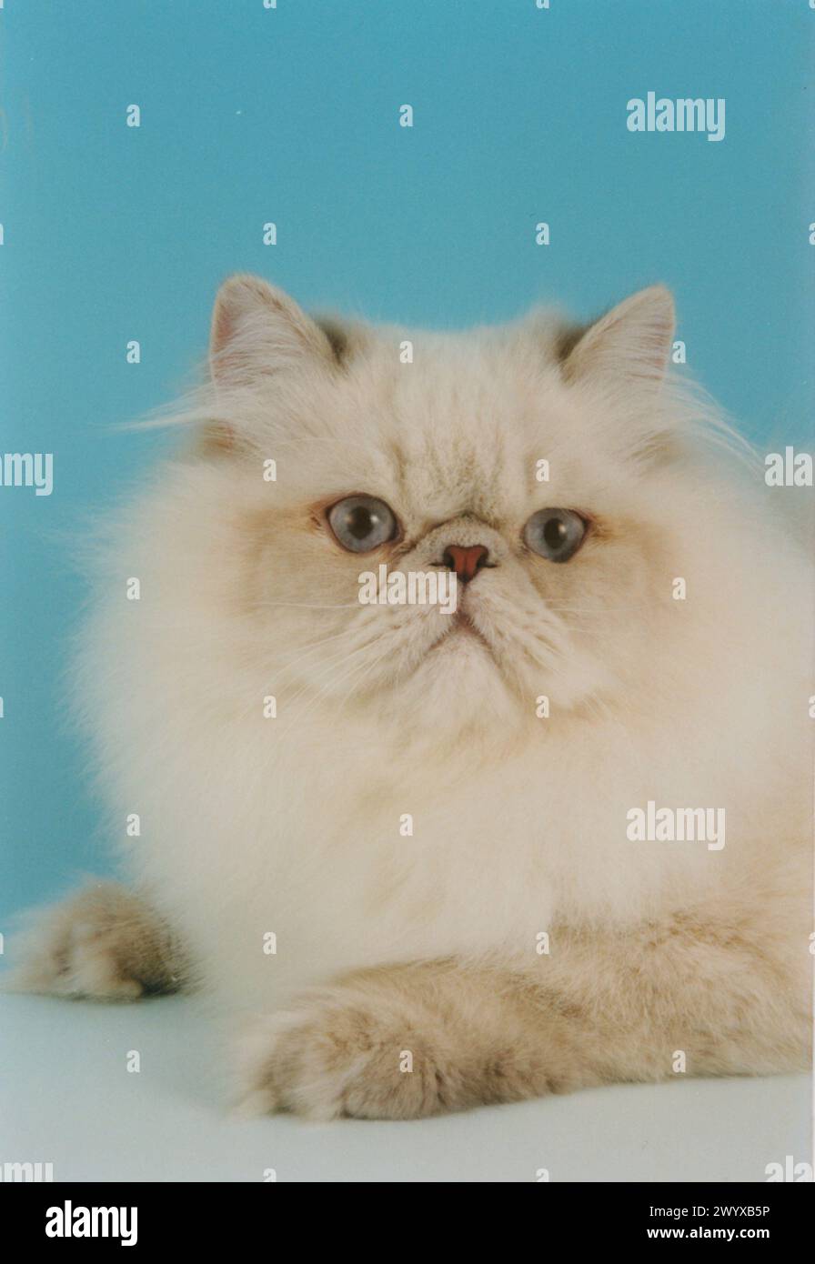 Persian Himalayan Colourpoint Cream Head Stock Photo - Alamy