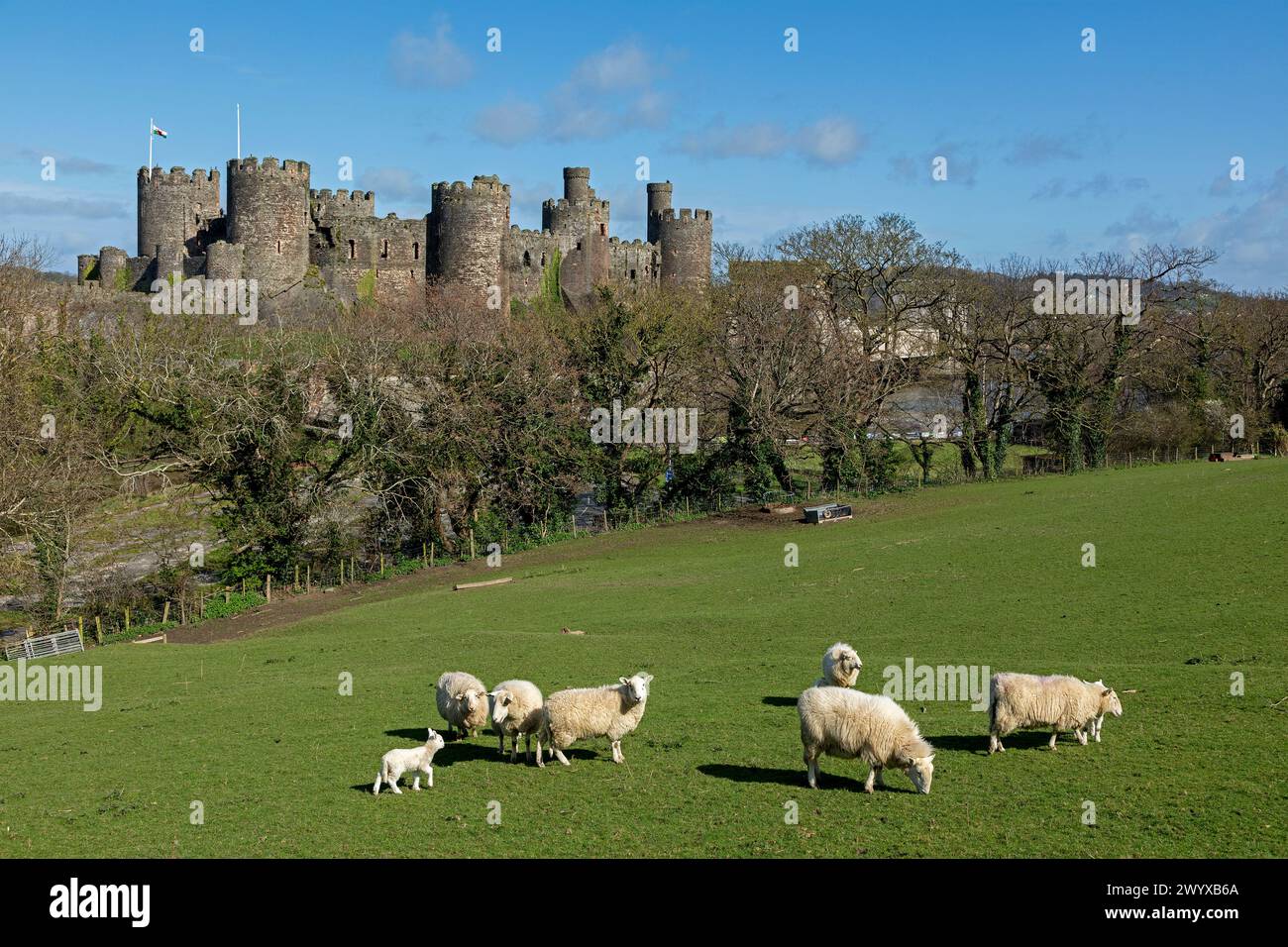 Schafe nordwales hi-res stock photography and images - Alamy