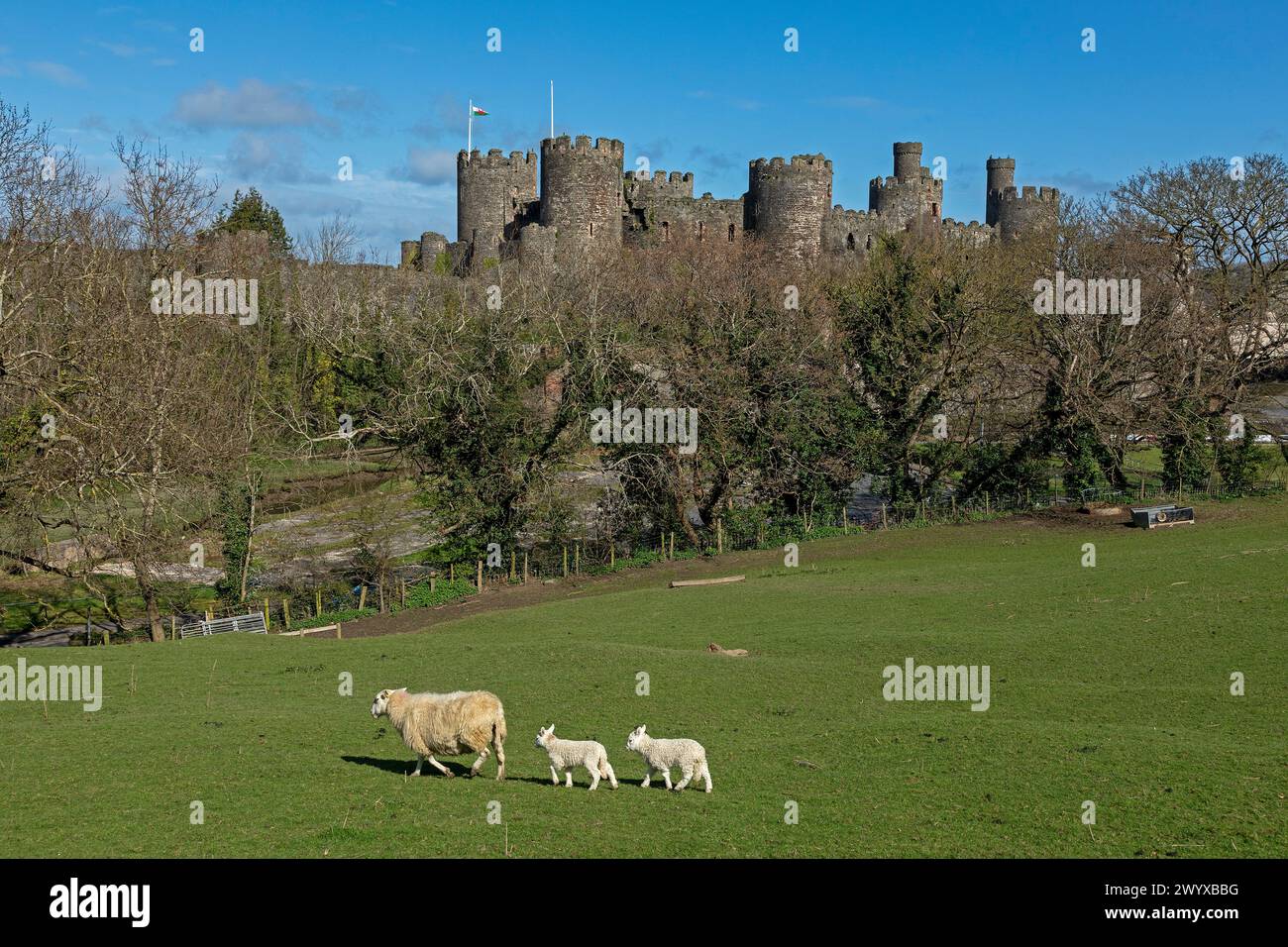Sheep, lambs, castle, Conwy, Wales, Great Britain Stock Photo - Alamy