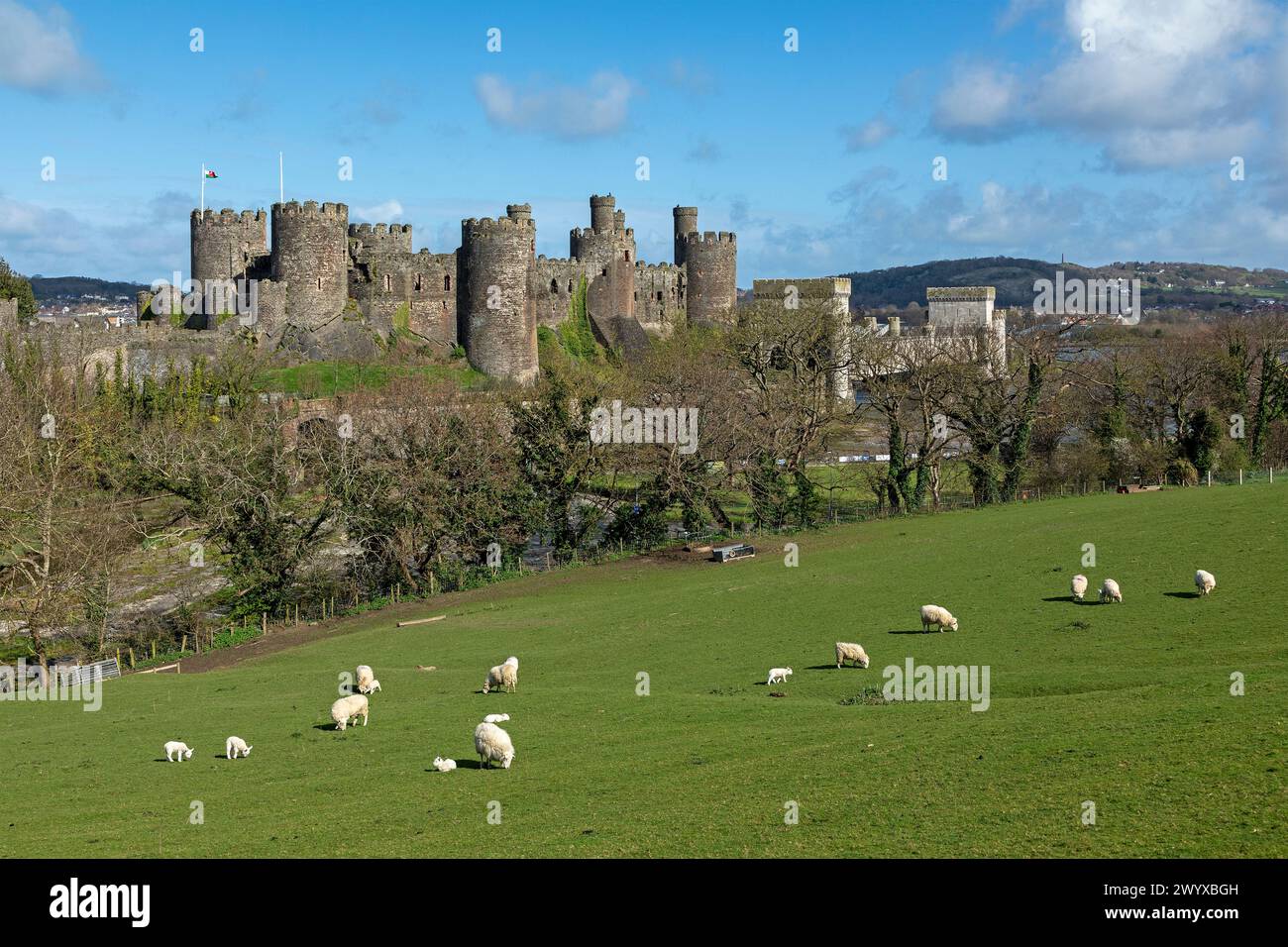 Sheep and lambs hi-res stock photography and images - Alamy